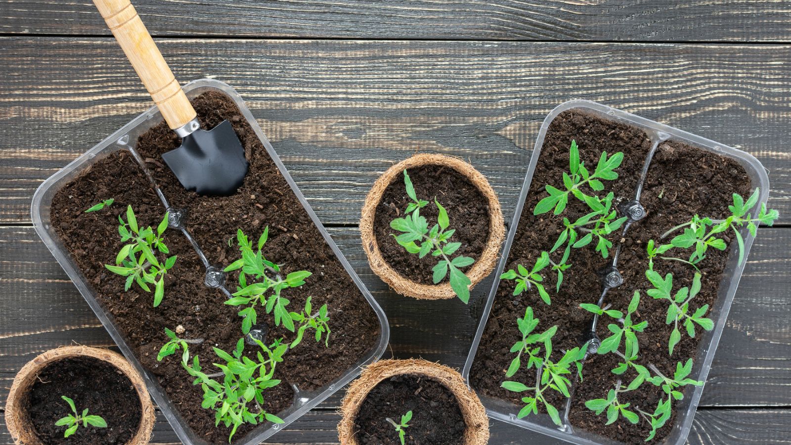 20 Low-Cost, High-Impact Gifts for Eco-Conscious Friends and Family ...